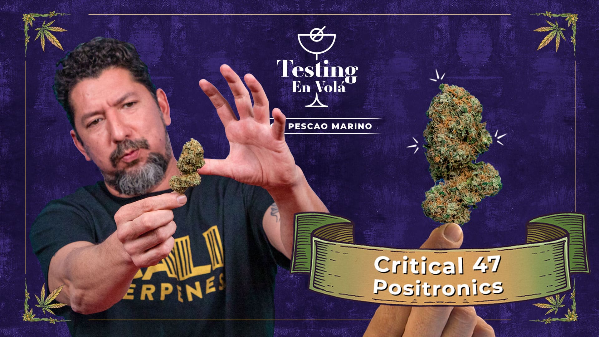 PROBANDO LA VARIEDAD CRITICAL 47 DE POSITRONICS - En Volá