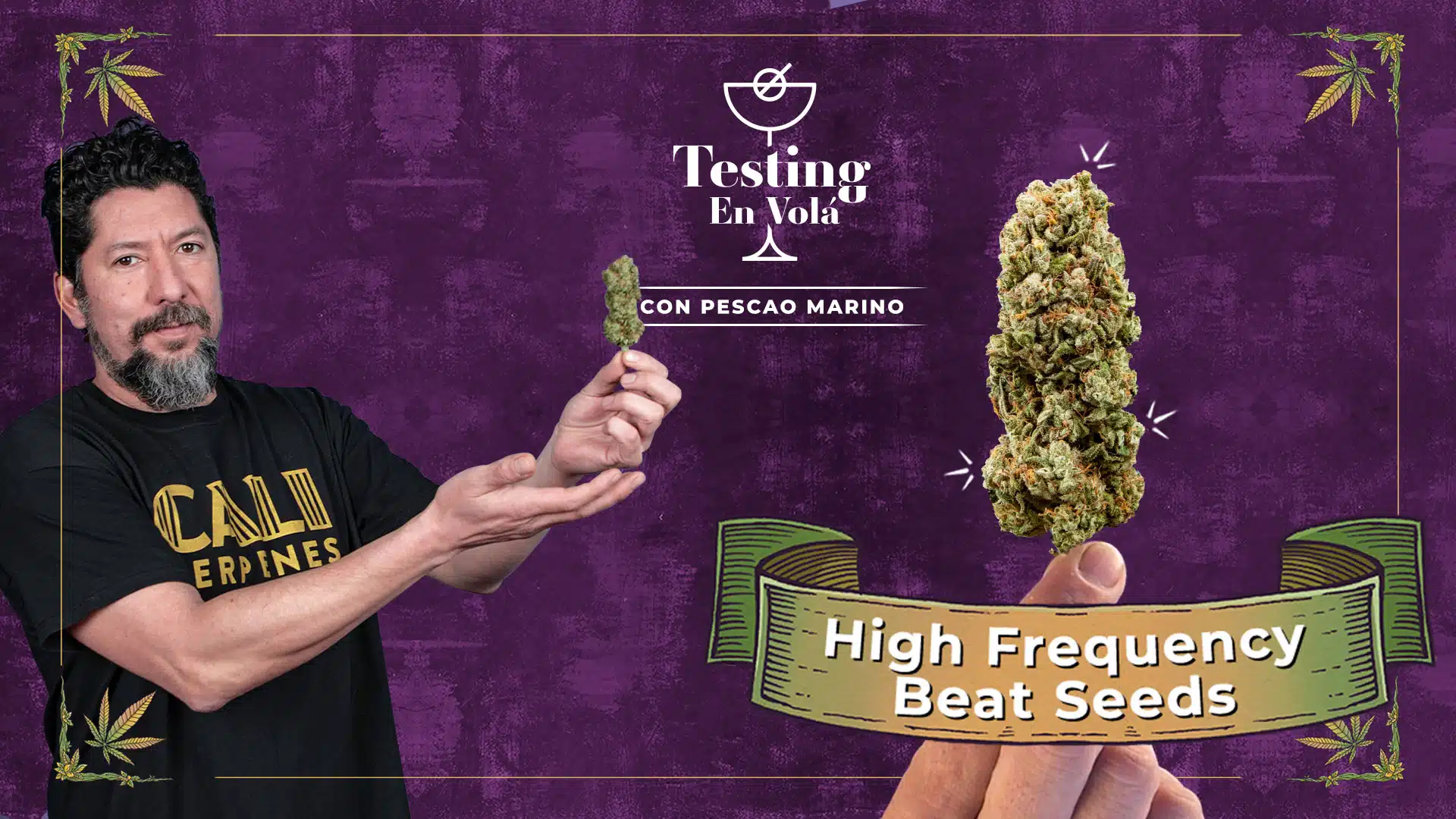PROBANDO LA VARIEDAD HIGH FREQUENCY DE BEAT SEEDS - En Volá