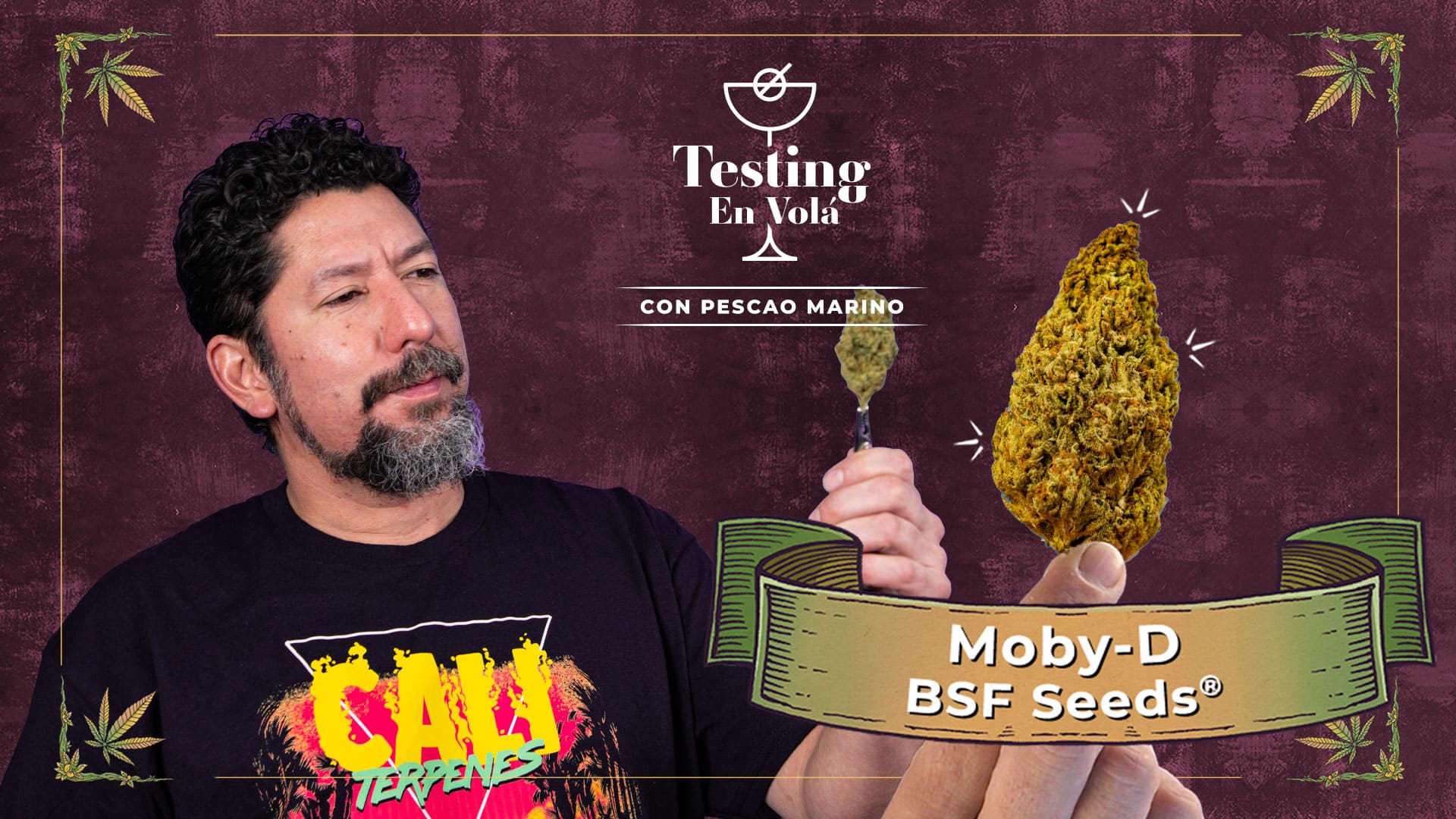PROBANDO LA VARIEDAD MOBY-D DE BSF SEEDS - En Volá