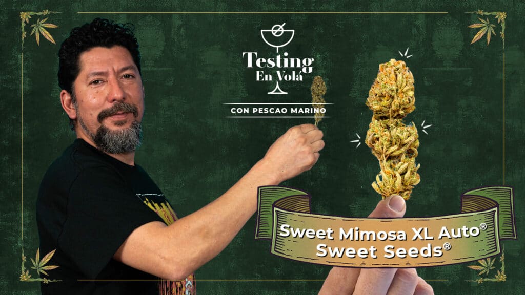 CONTENIDO - TESTING - En Volá